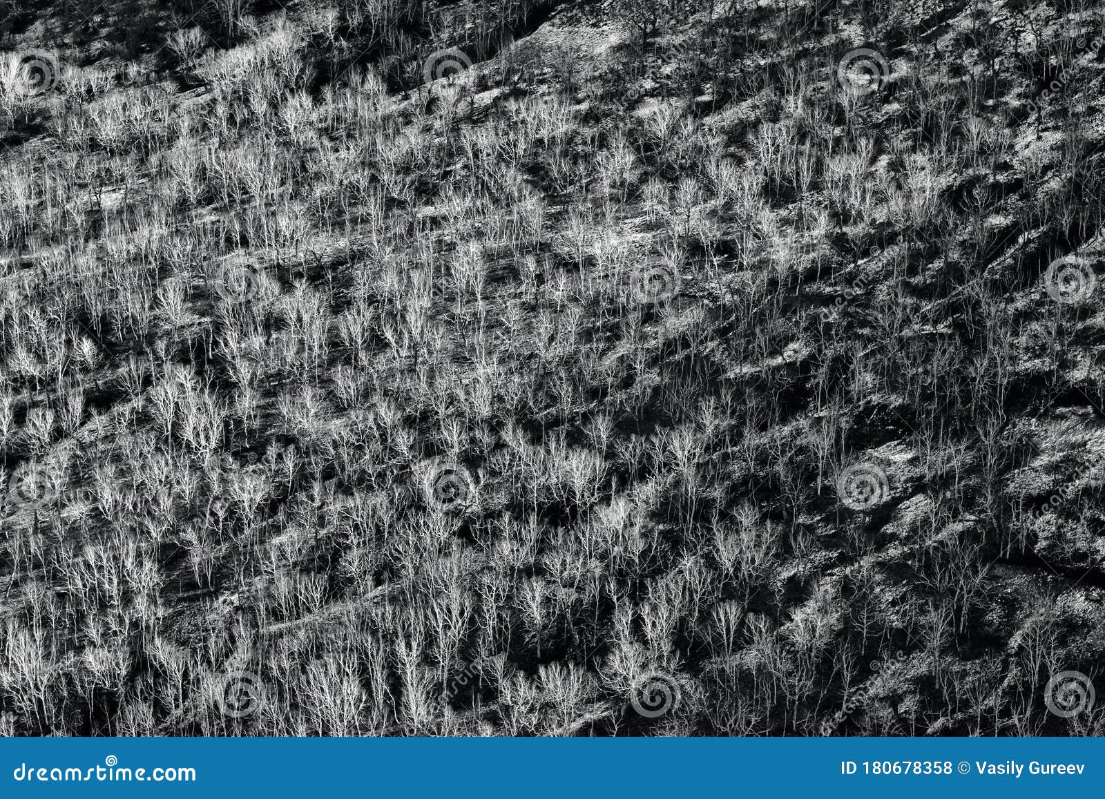 Bare Trees in a Wintry Landscape. Aerial View of Leafless Trees Stock ...