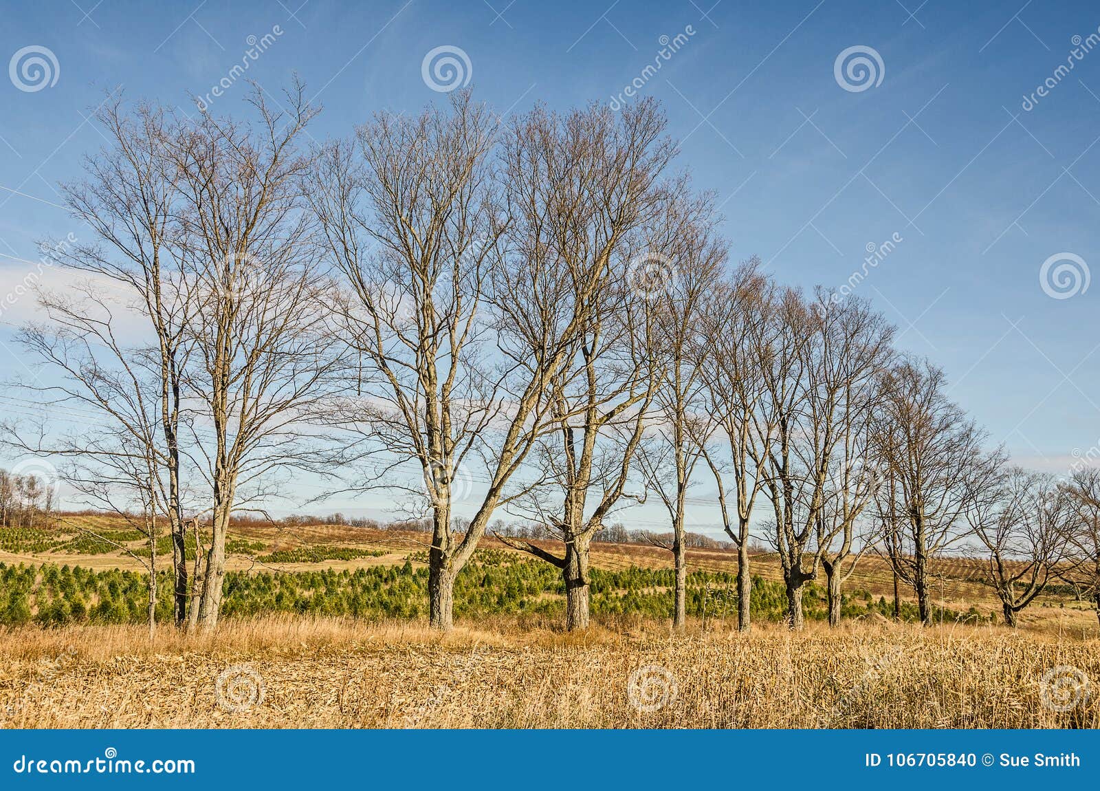 Bare Treese Lined Up in a Row Stock Photo - Image of farms, fall: 106705840