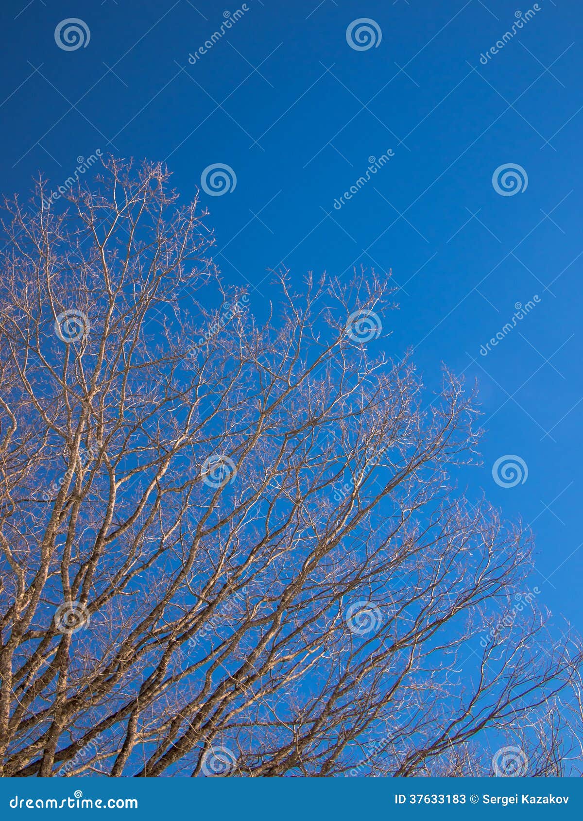 Bare trunk with branches stock image. Image of life, bloom - 37633183