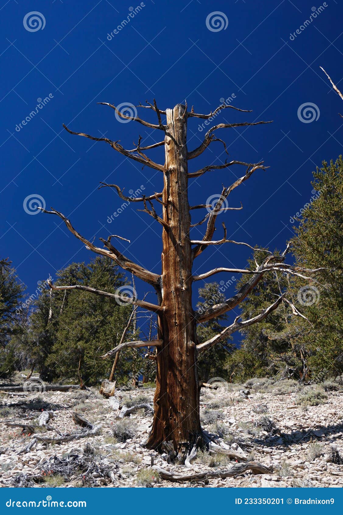 Dead Bristlecone Pine Tree In The Great Basin National Park, Nevada ...