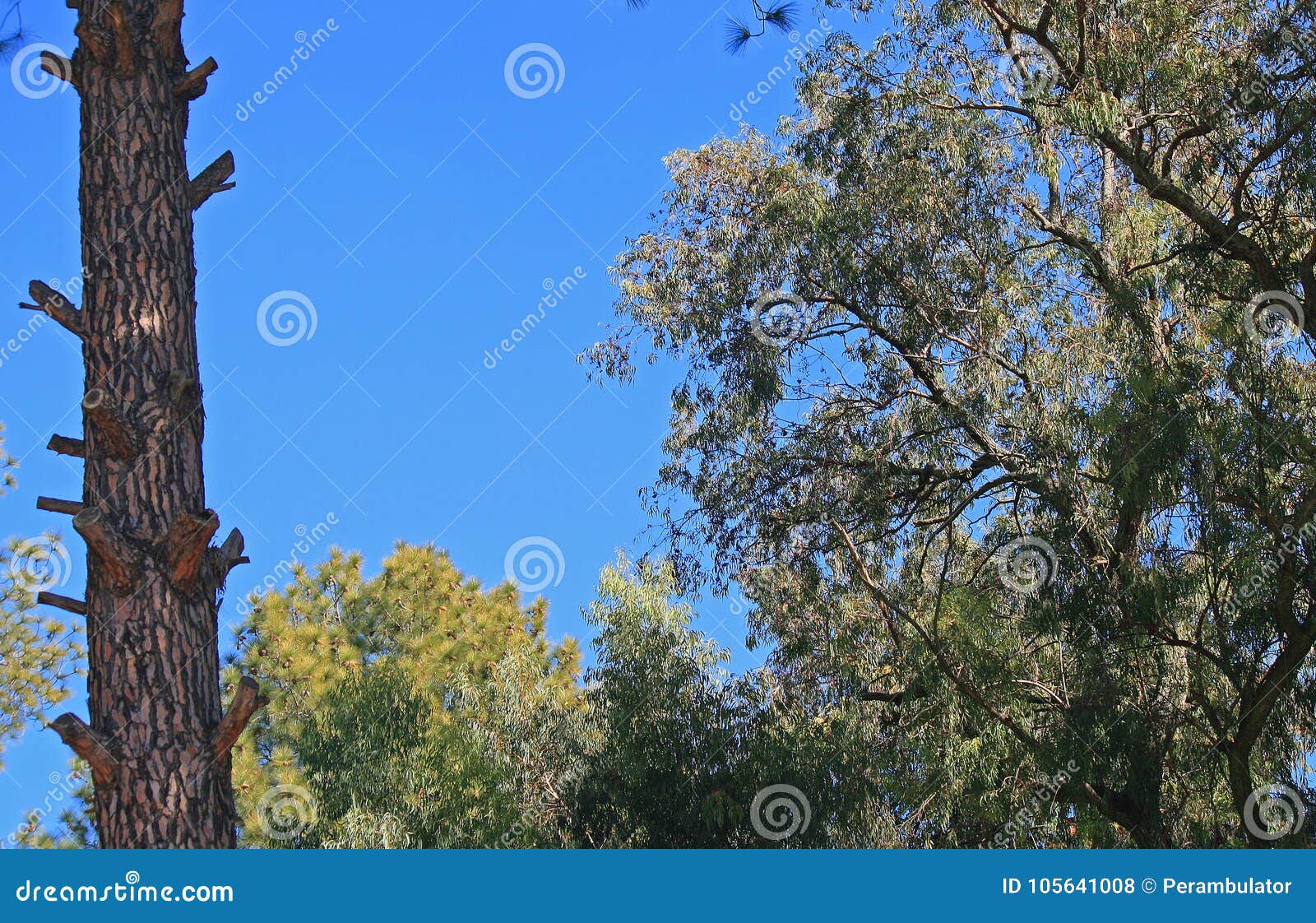 BARE TRUNK of PINE TREE with BRANCH STUMPS Stock Photo - Image of pine ...