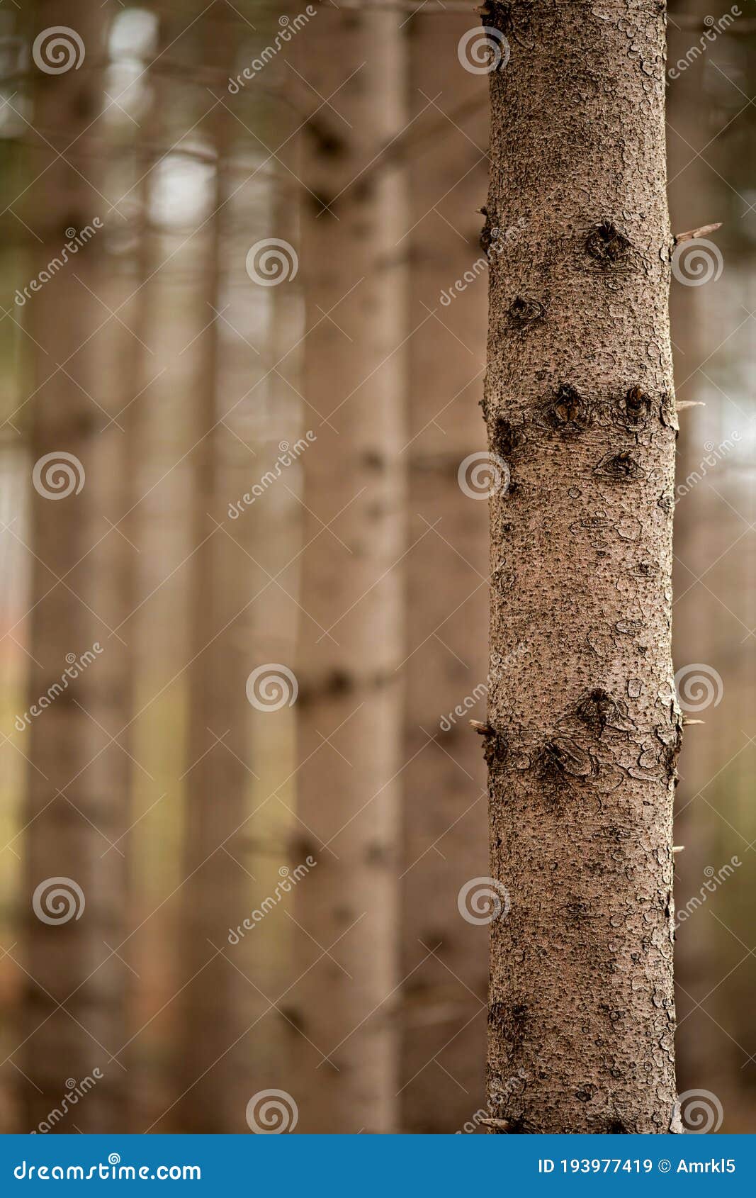 Bare Trunks of Spruce Trees in the Forest Stock Image - Image of nature ...