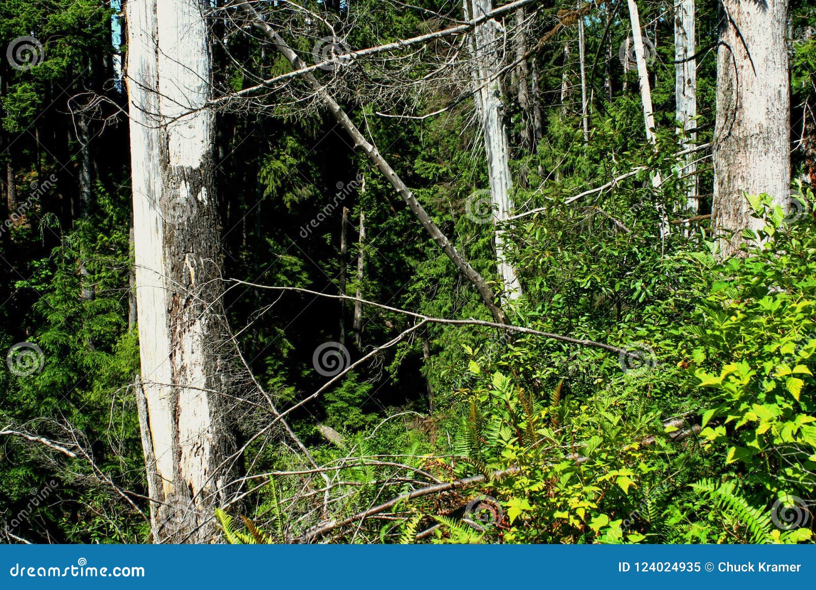 Bare tree trunks in forest stock image. Image of bushes - 124024935
