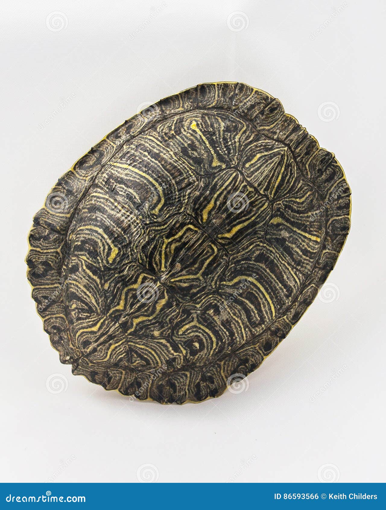 A Bare Turtle Shell stock photo. Image of tortoise, turtle - 86593566