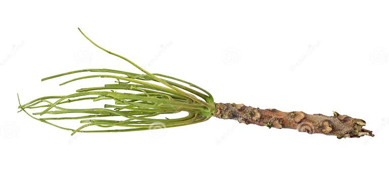 Bare Twig of Neem Tree on White Background Stock Image - Image of green ...