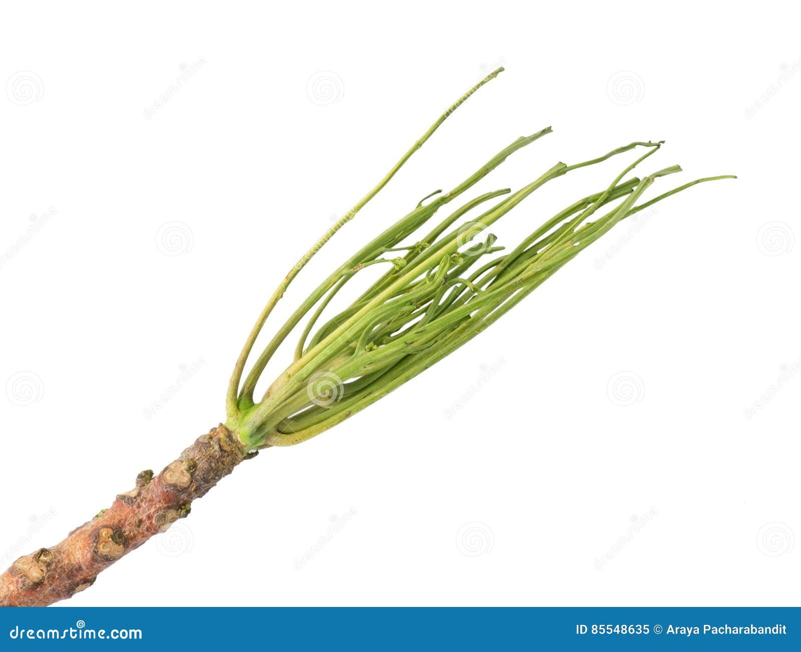 Bare Twig of Neem Tree on White Background Stock Image - Image of ...