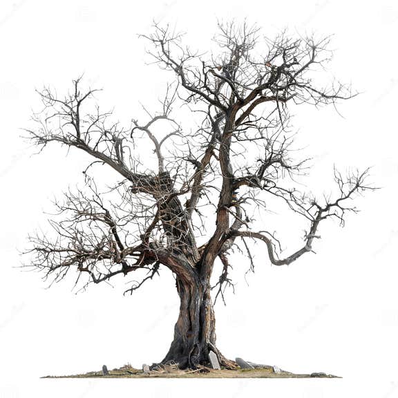 A Bare, Twisted, Ancient Tree with a Thick Trunk and Sparse Branches ...