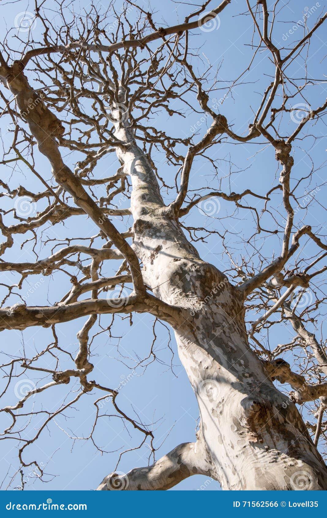 Bare white tree stock photo. Image of bare, tree, horticulture - 71562566