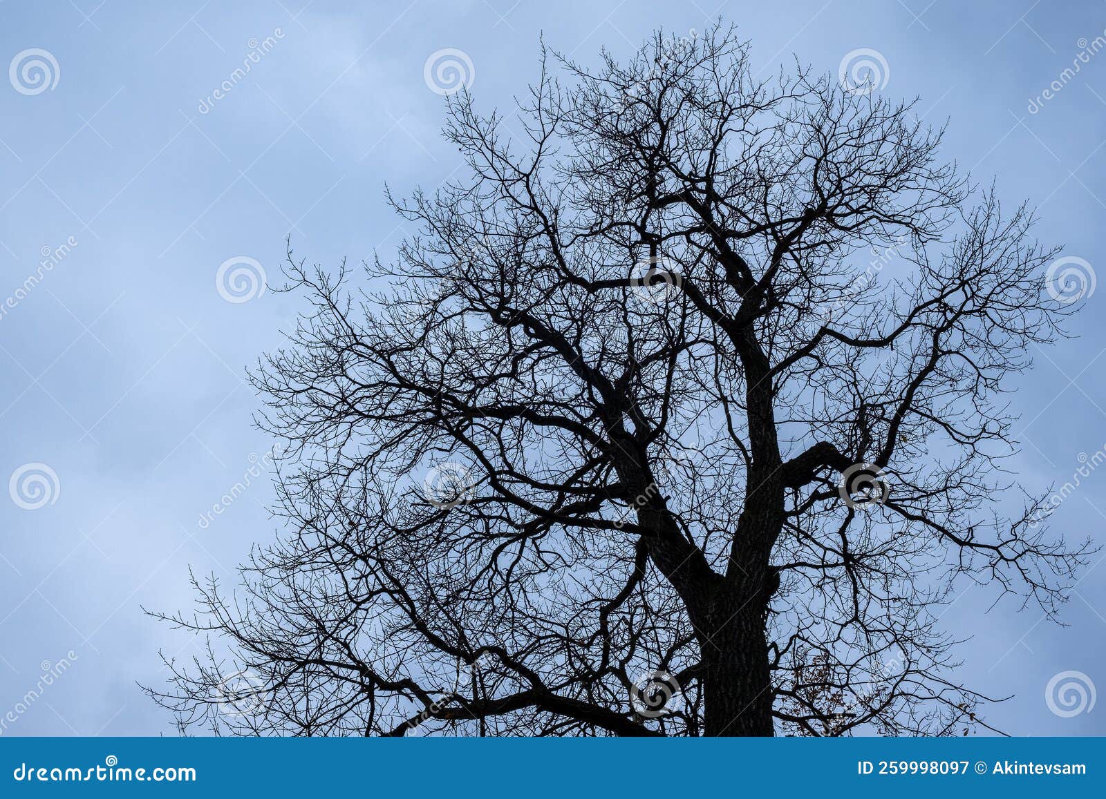 Bare Winding Branches of a Tree Against a Gray Sky Stock Image - Image ...