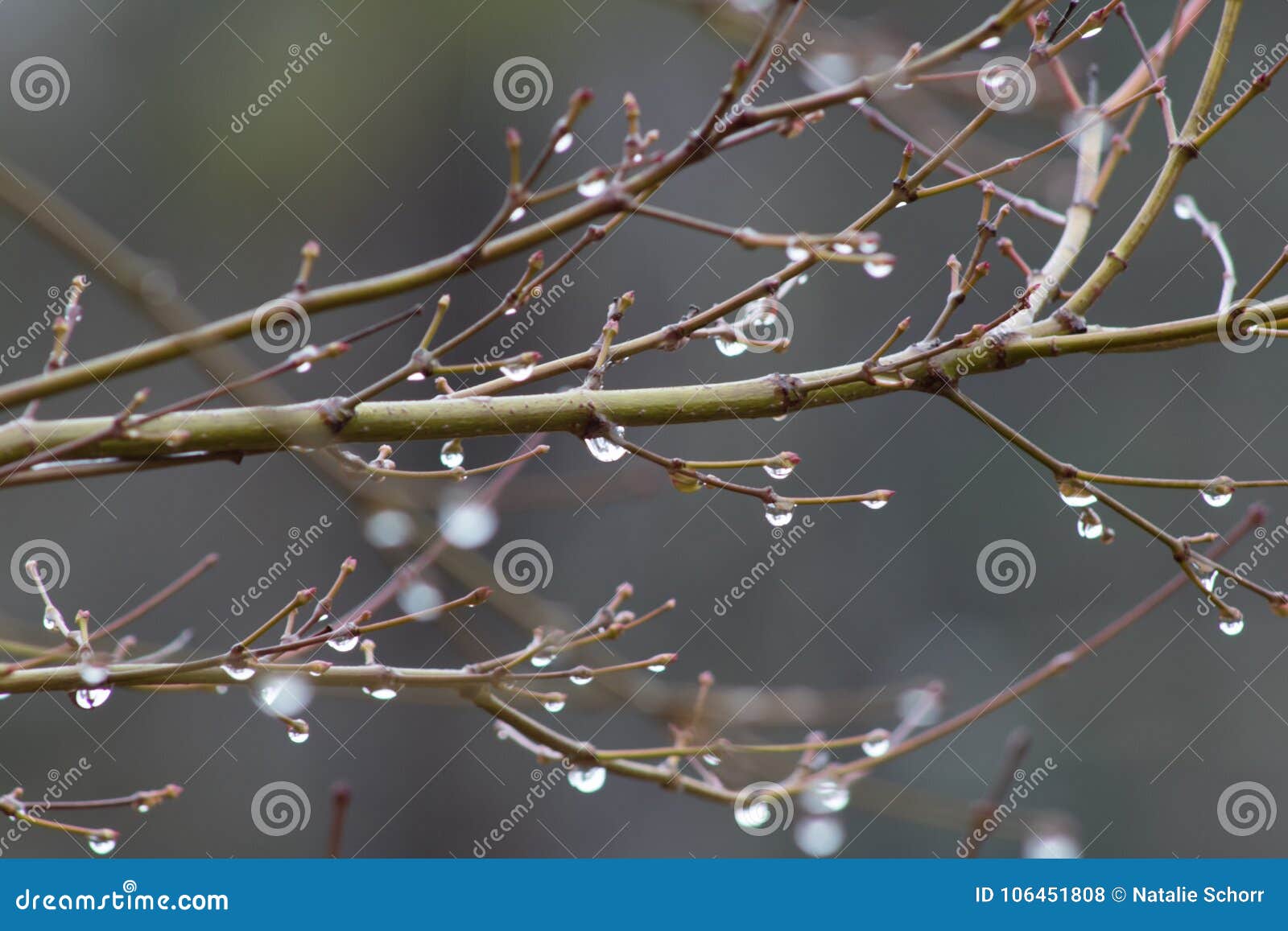 Bare Winter Branches of a Japanese Maple Tree with Hanging Water Drops ...