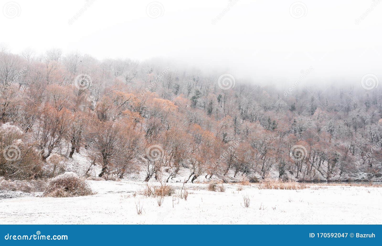 Bare Winter Forest on a Mountainside Stock Image - Image of scenery ...