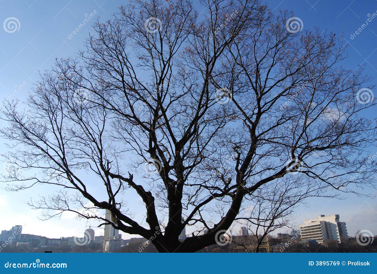 Bare winter tree stock image. Image of black, seasonal - 3895769