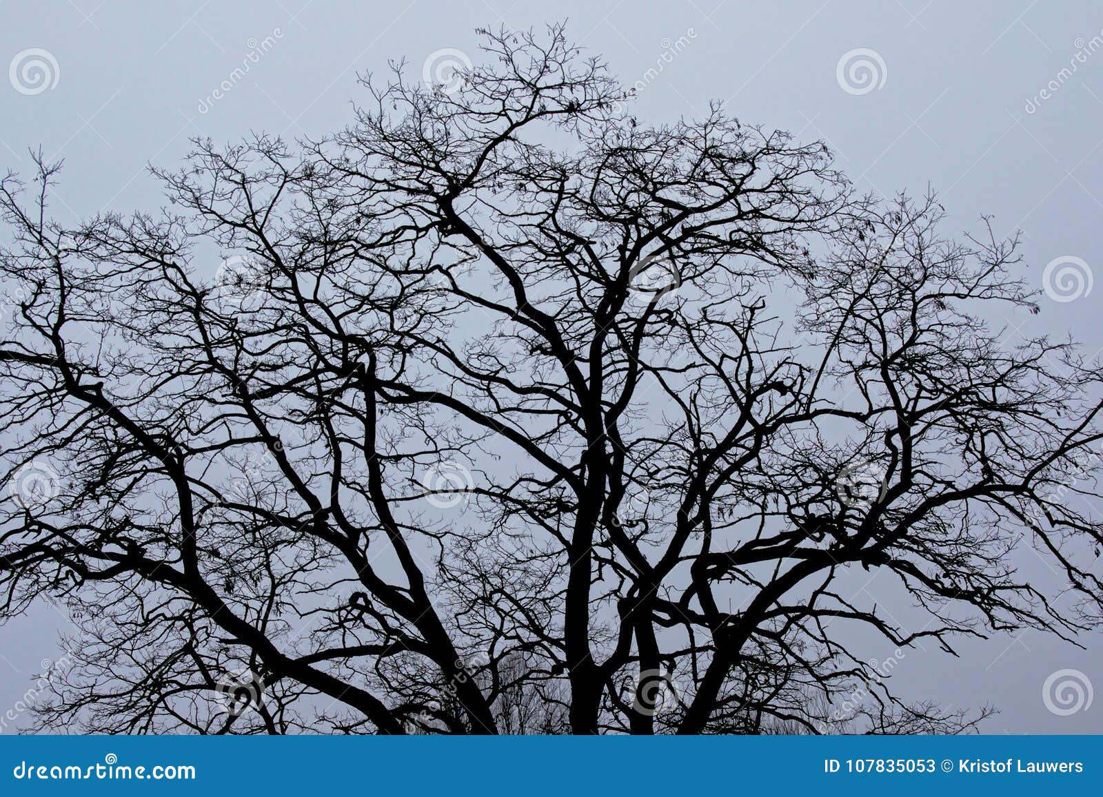 Bare Winter Tree Crest on Light Grey Sky Stock Image - Image of botany ...