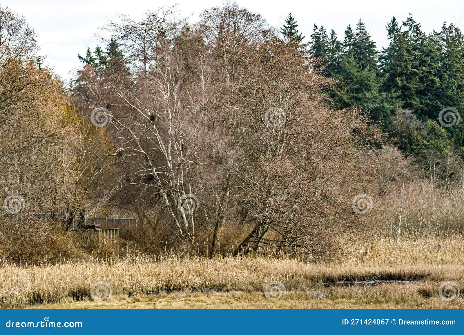 Edmonds Marsh Bare Trees 4 stock image. Image of outdoors - 271424067