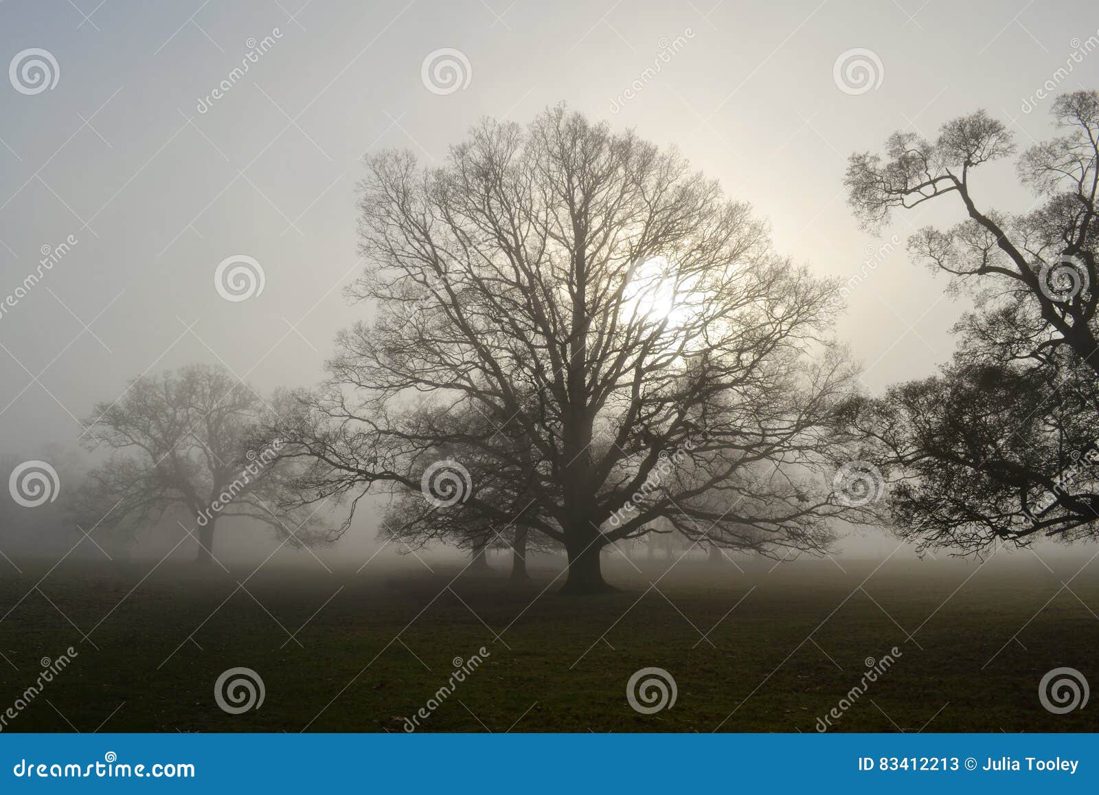 Bare Winter Trees on Misty Morning Stock Image - Image of parkland ...