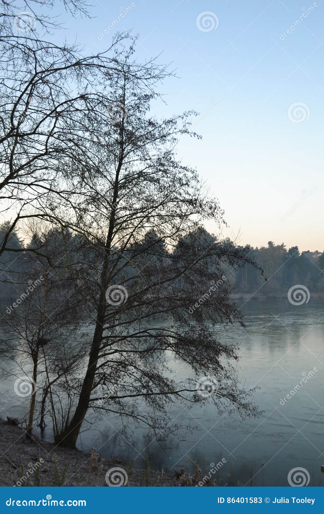 Bare Winter Trees Overlooking Lake Stock Image - Image of reflected ...