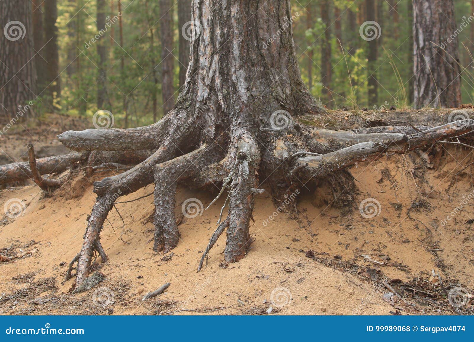 Tree roots stock photo. Image of tranquility, pine, outdoors - 99989068