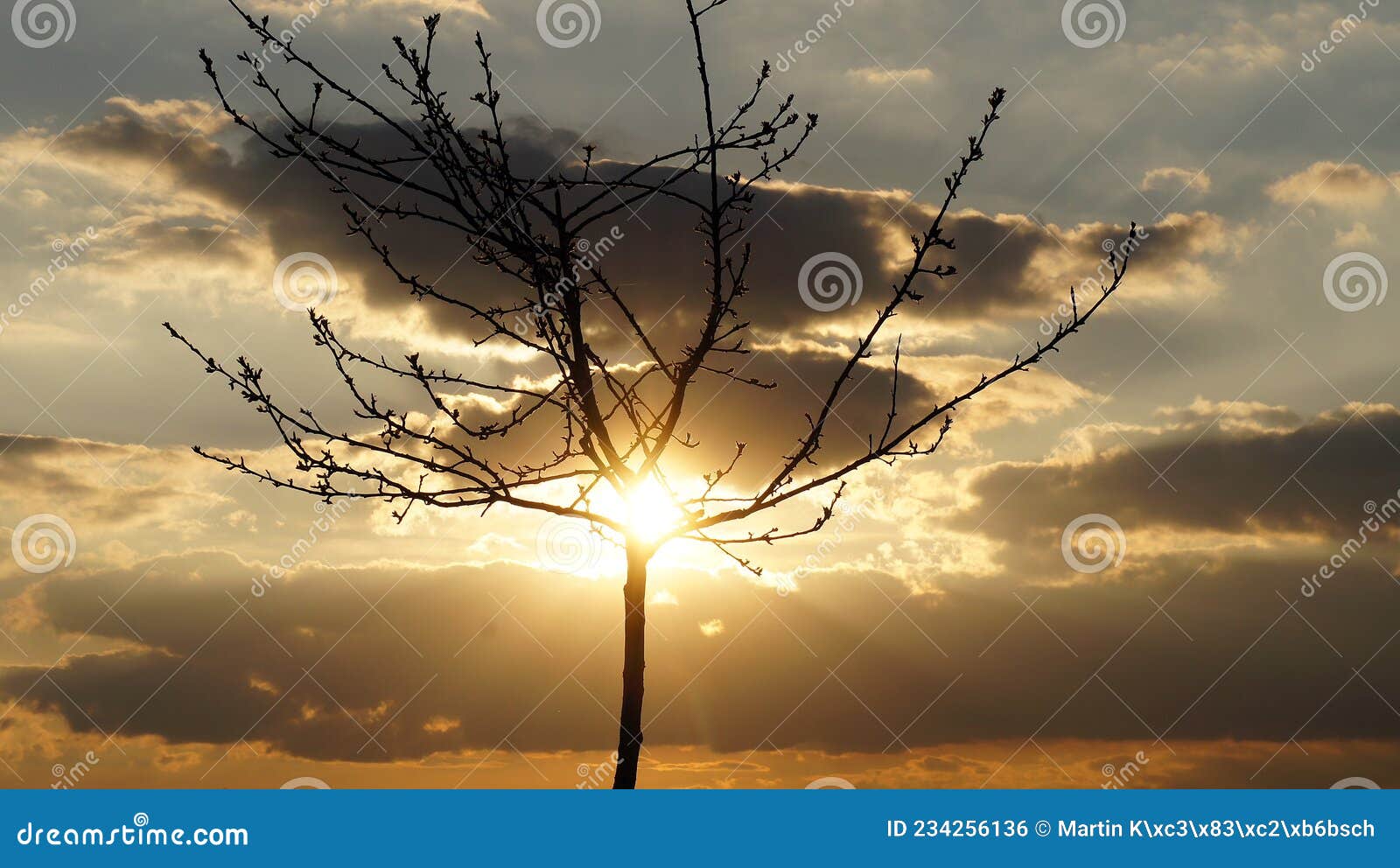 Bare Young Tree through Which Sun Rays Shine, with Overcast Sky Stock ...