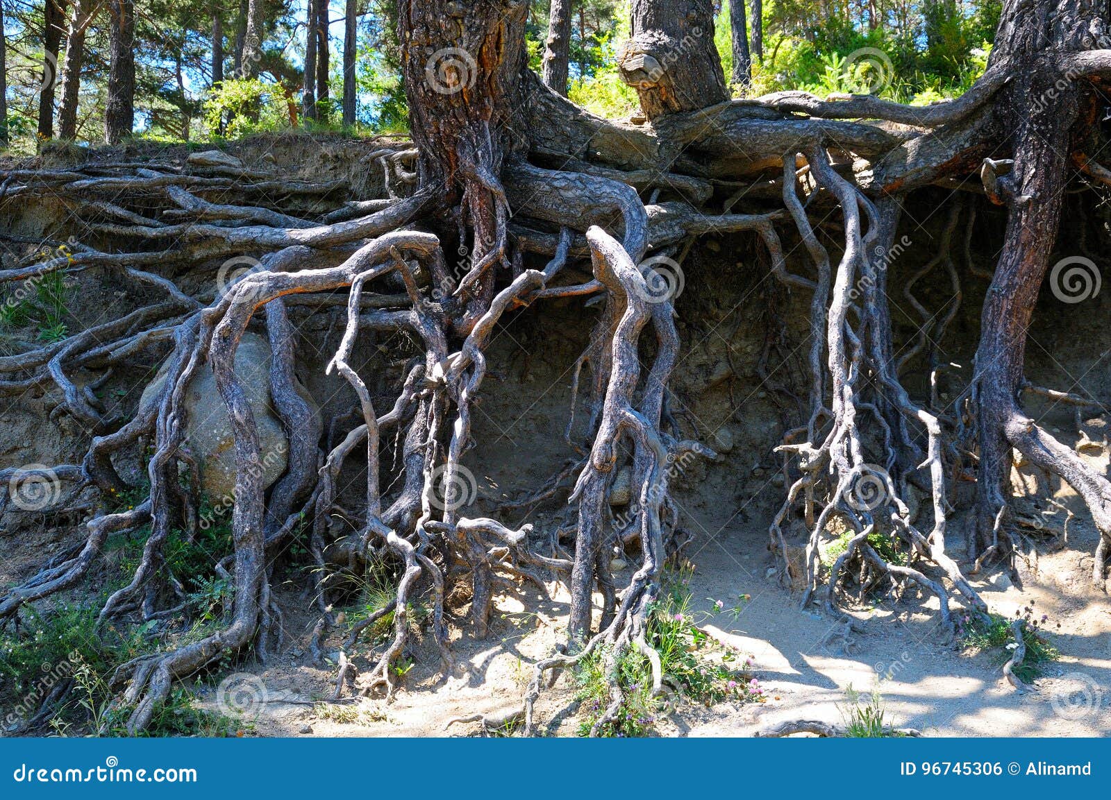 Bared Roots of Tree in Forest Stock Photo - Image of outdoor, forest ...