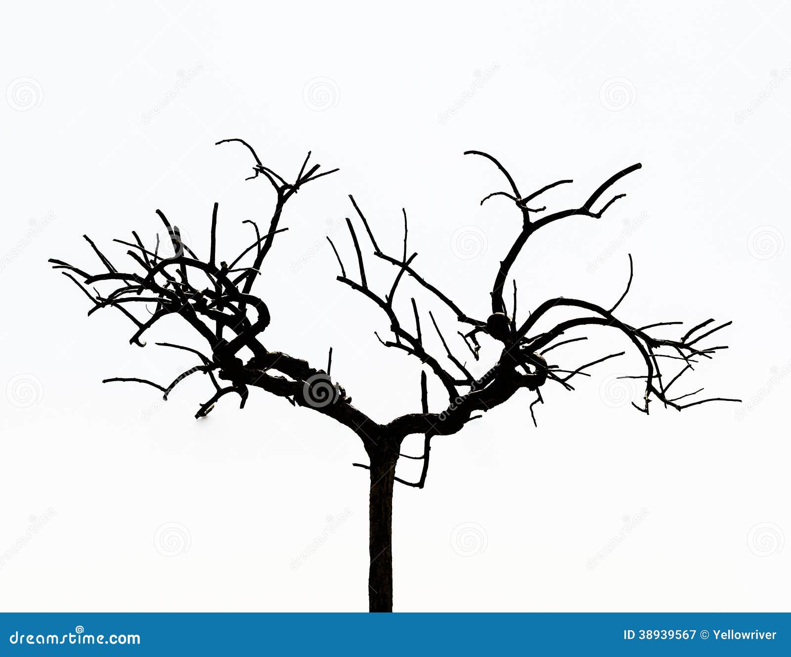 Bared tree stock image. Image of winter, blue, bare, branch - 38939567