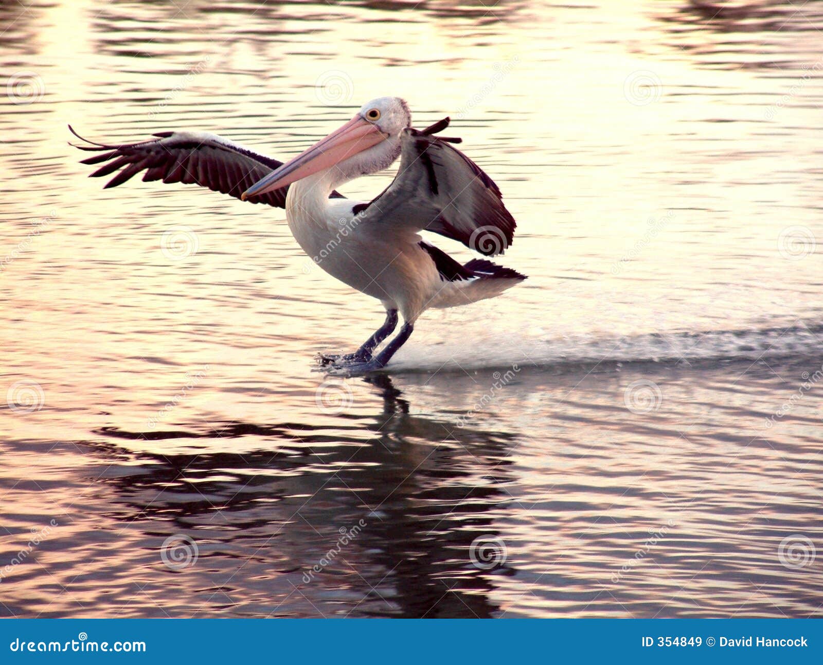Pelican Bird Landing on a River Stock Image - Image of river, graceful ...