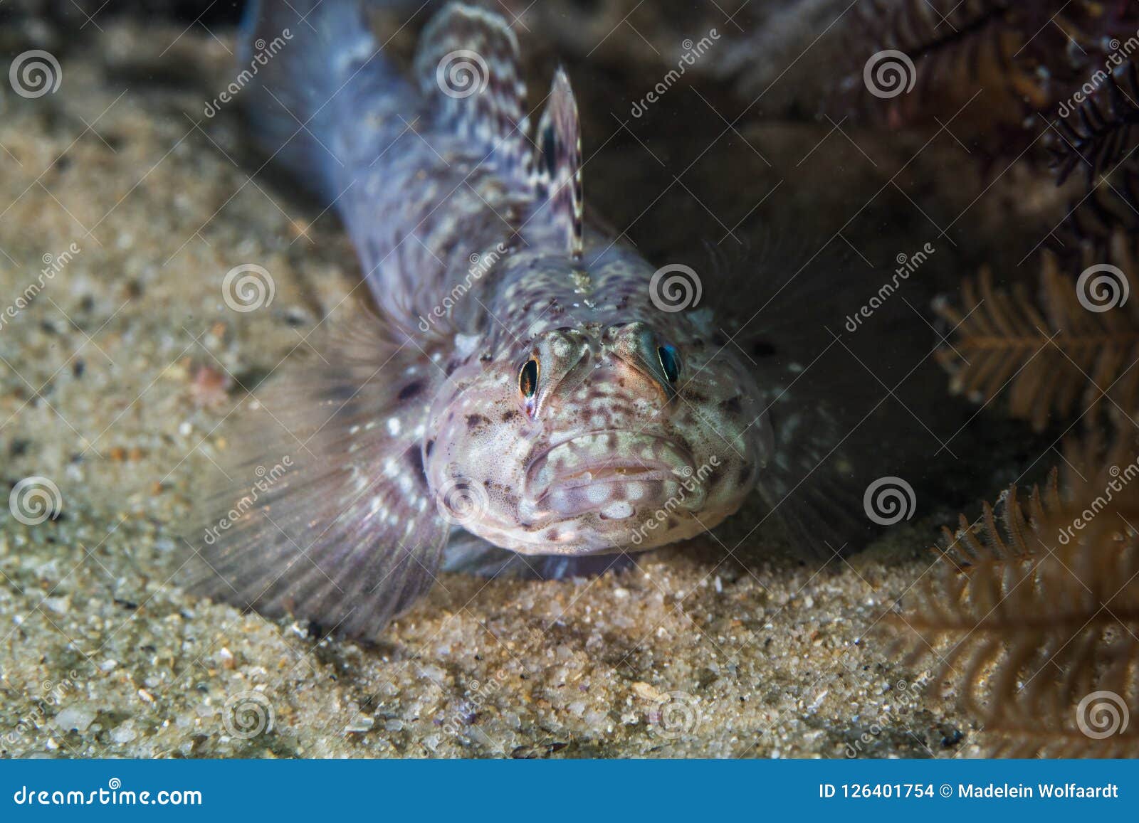 Barehead Goby Caffrogobius Nudiceps Underwater Stock Photo - Image of ...