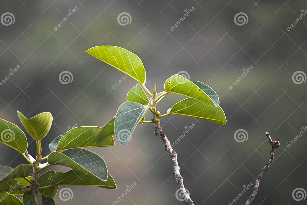 Bargad Ka Ped Aka Banyan Tree Stock Image - Image of banyan, tree ...