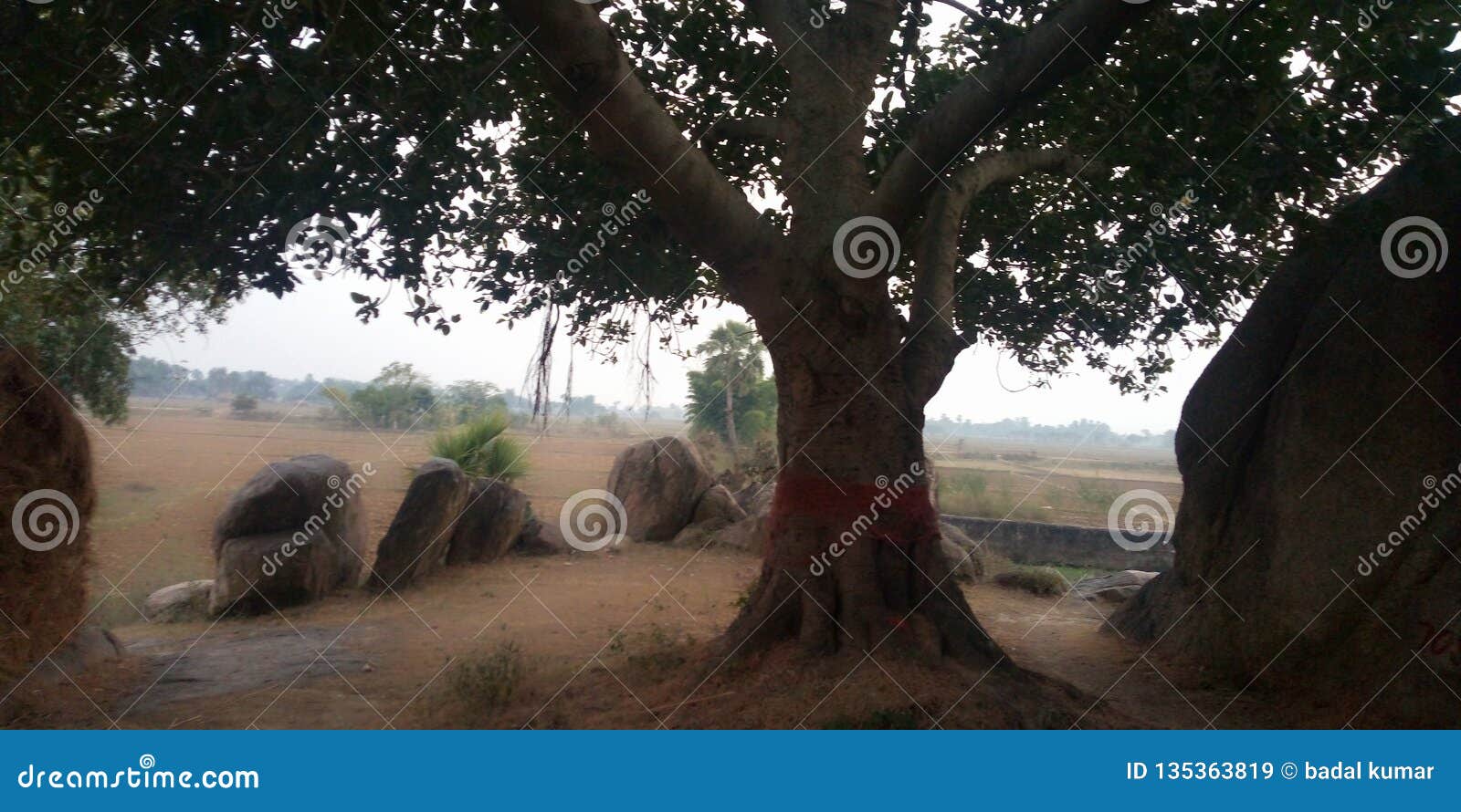 Bargad ka tree stock image. Image of tree, bargad, upload - 135363819