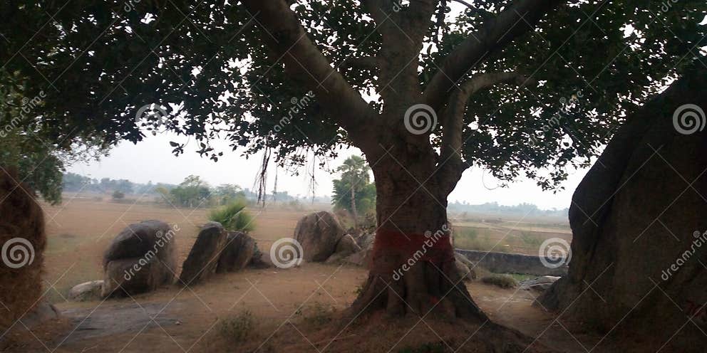 Bargad ka tree stock image. Image of tree, bargad, upload - 135363819
