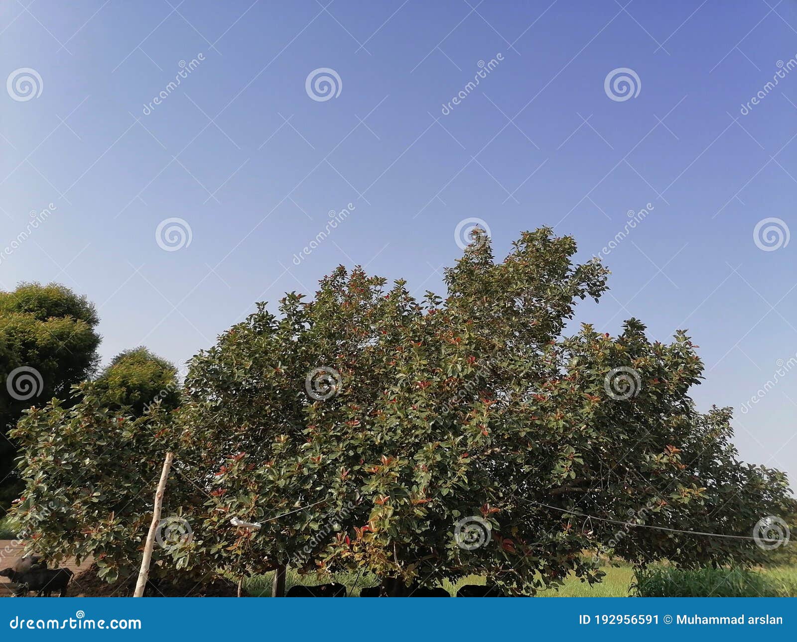 Bargad plant on field stock image. Image of shrub, bargad - 192956591