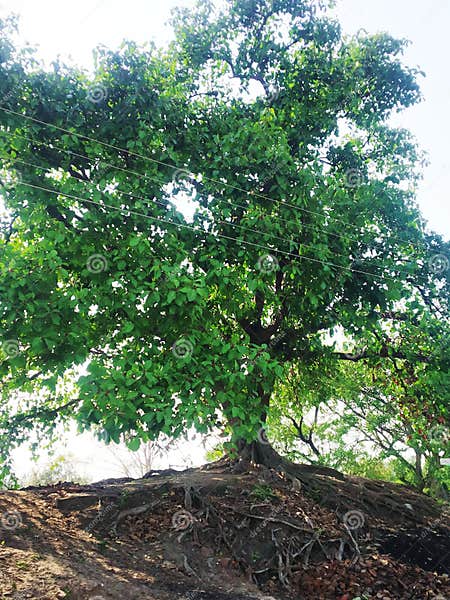 Bargad Tree India Village Tree Stock Image - Image of bargad, tree ...