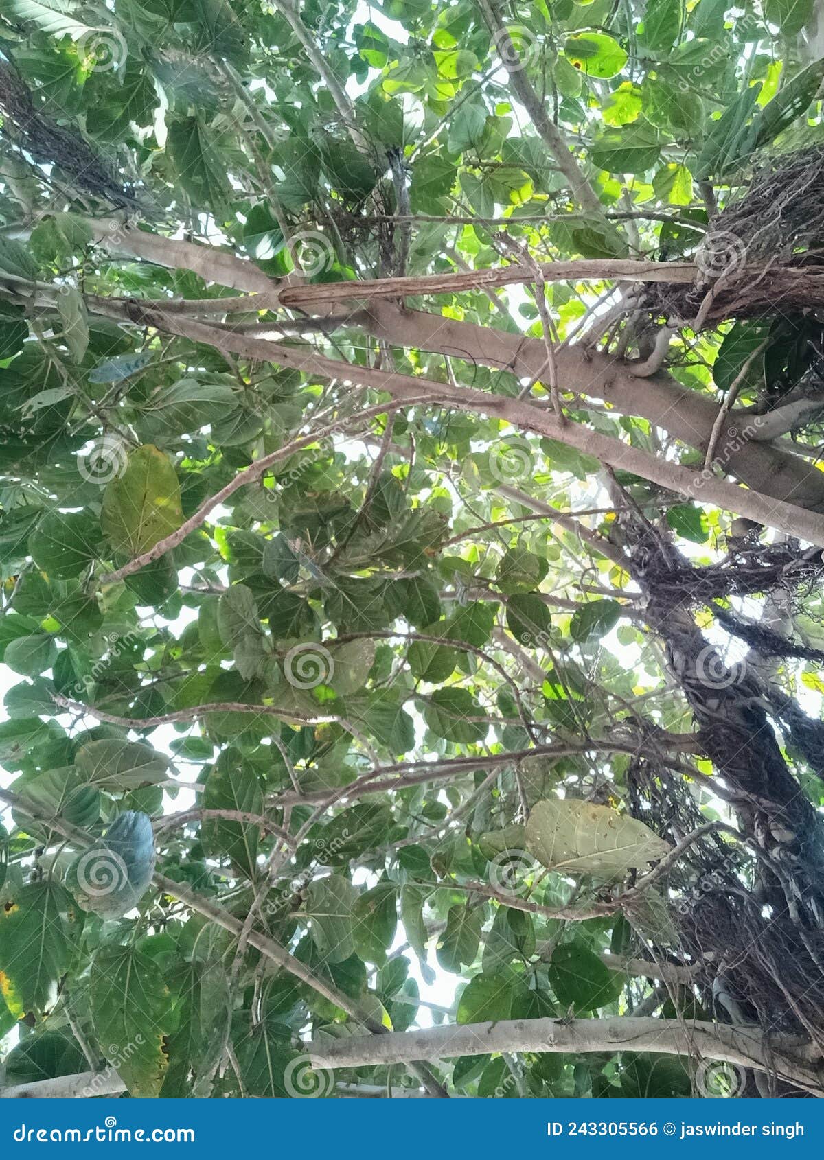 Bargad tree stock photo. Image of bargad, border, village - 243305566