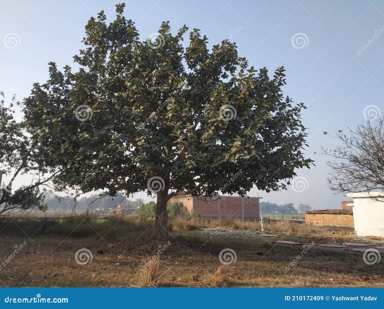 Bargad Tree in UP india stock image. Image of india - 210172409