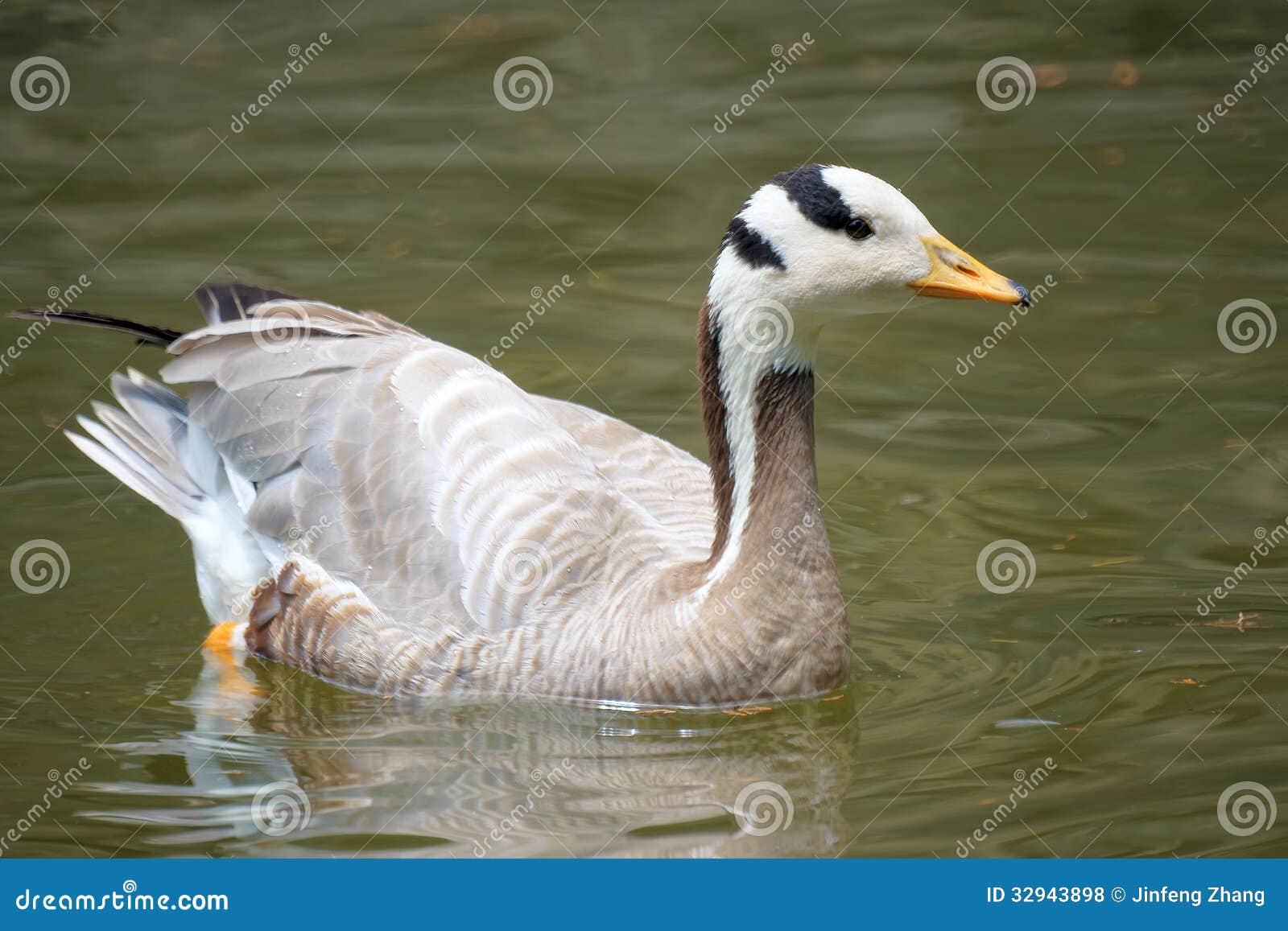 Barhead goose stock photo. Image of headed, avian, wildlife - 32943898