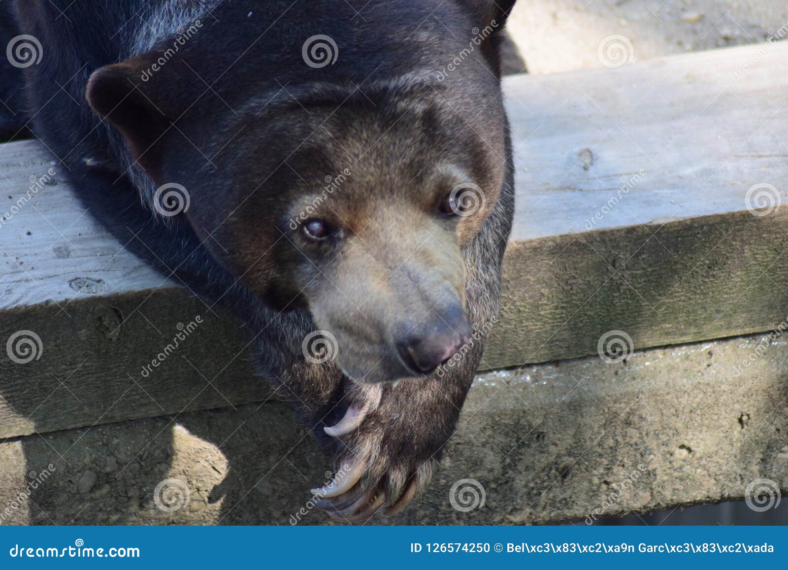 Baribal bear stock photo. Image of american, baribal - 126574250