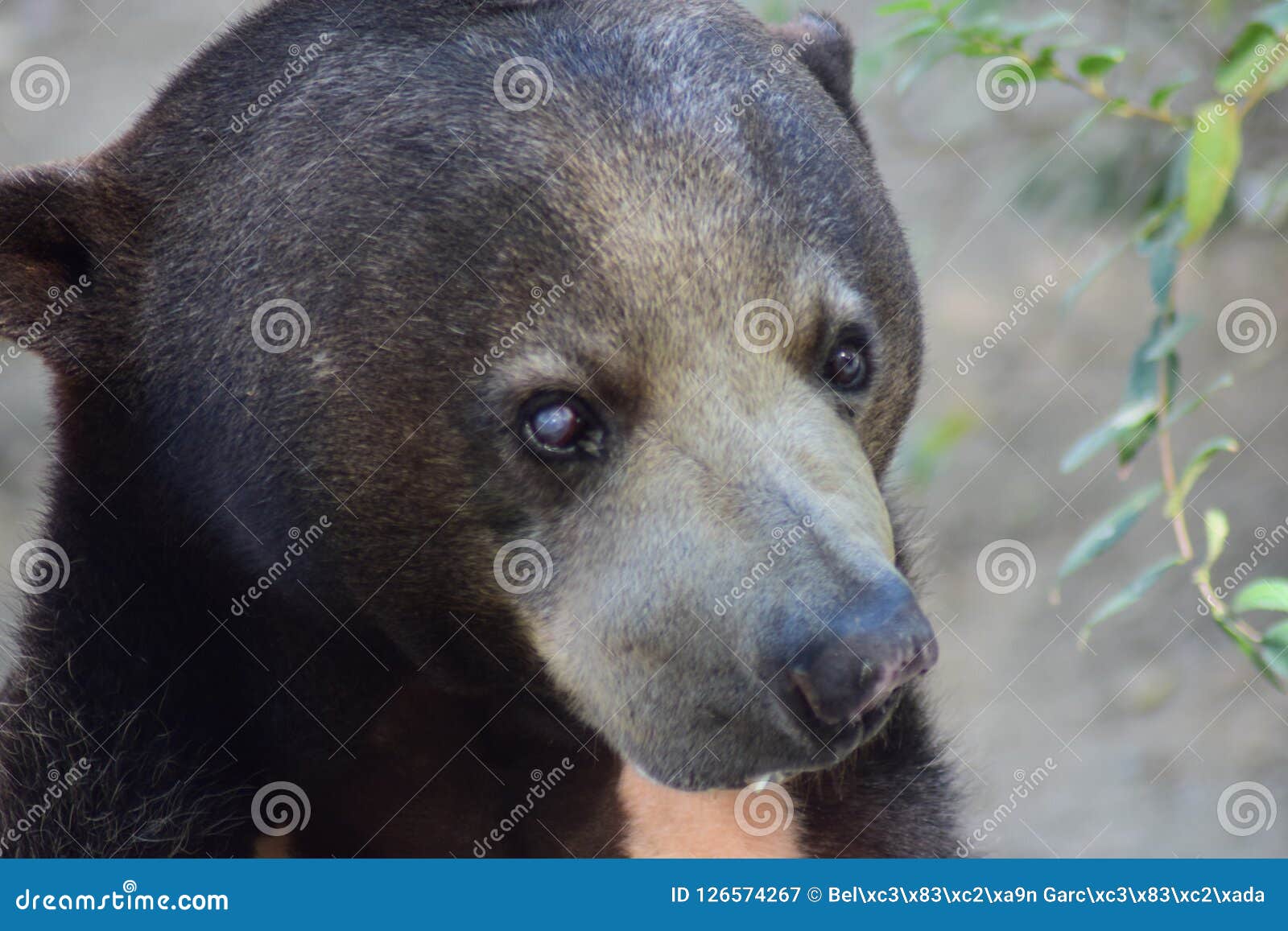 Baribal bear stock image. Image of bear, american, hybrid - 126574267