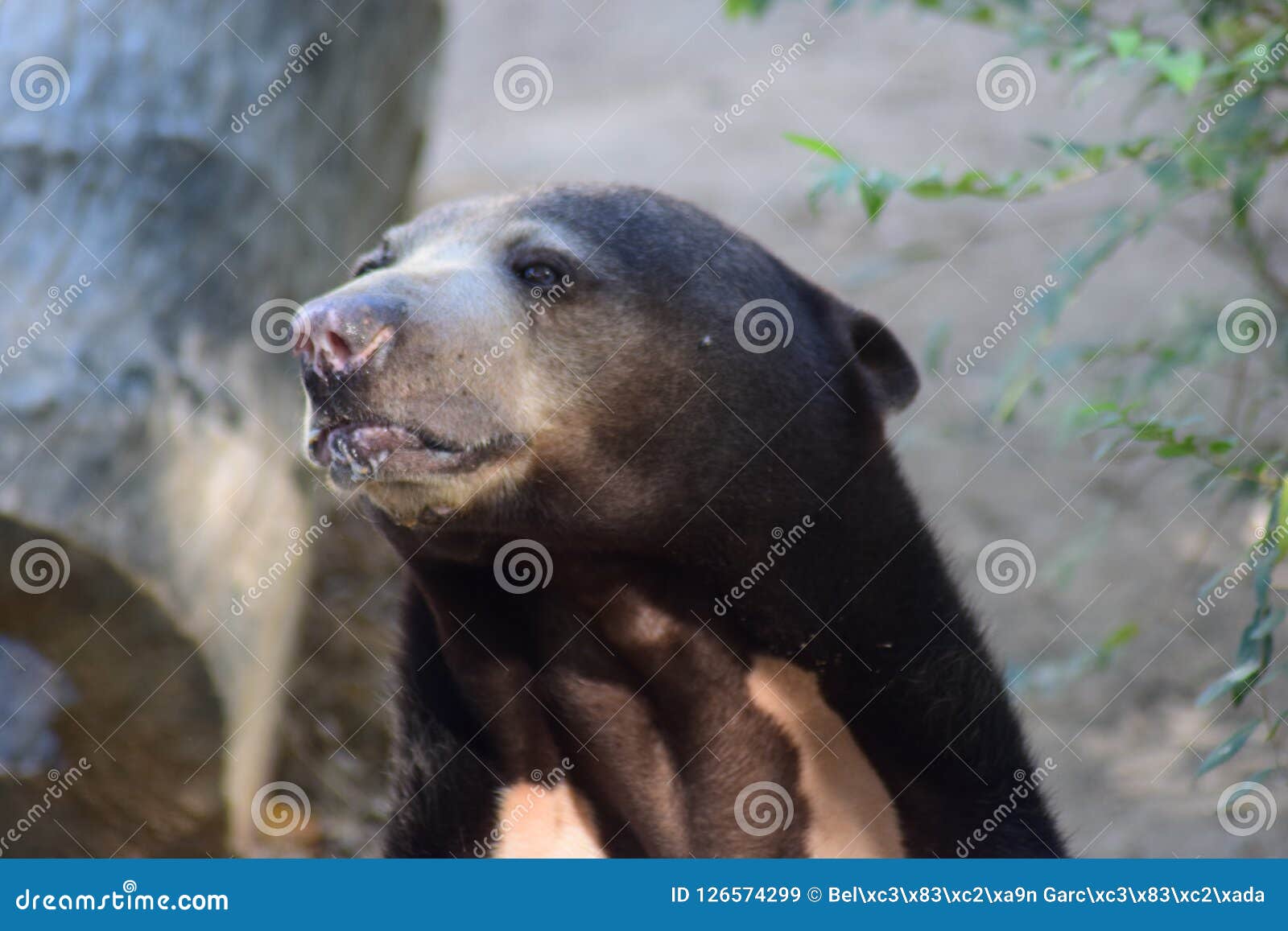 Baribal bear stock image. Image of mammal, typical, hybrid - 126574299