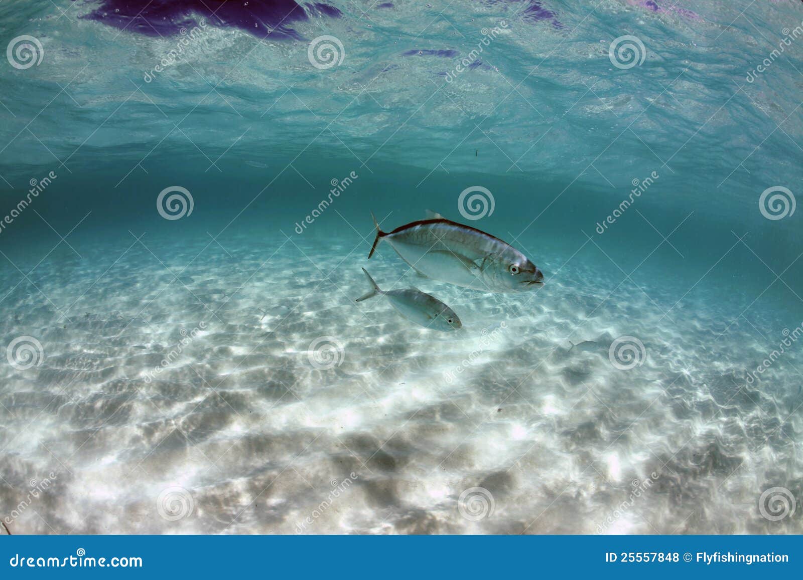 Barjack sous-marin photo stock. Image du poissons, côtier - 25557848