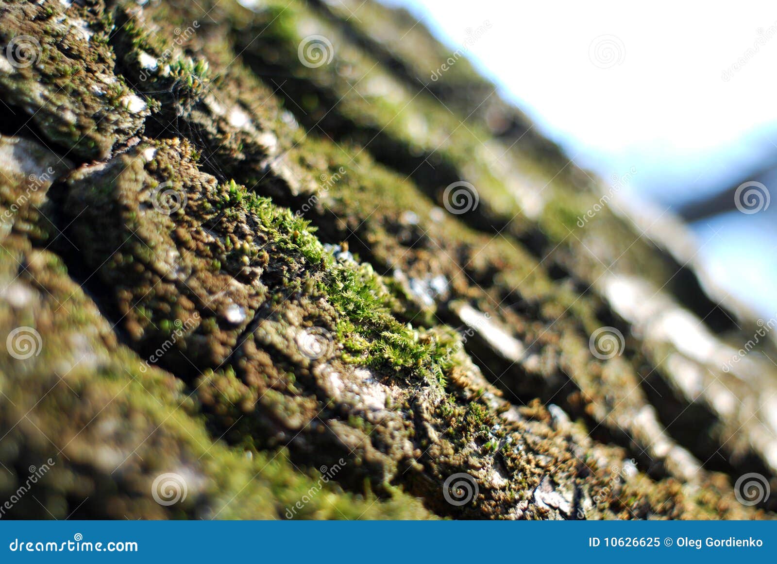 Mohom Tree Photos - Free & Royalty-Free Stock Photos from Dreamstime