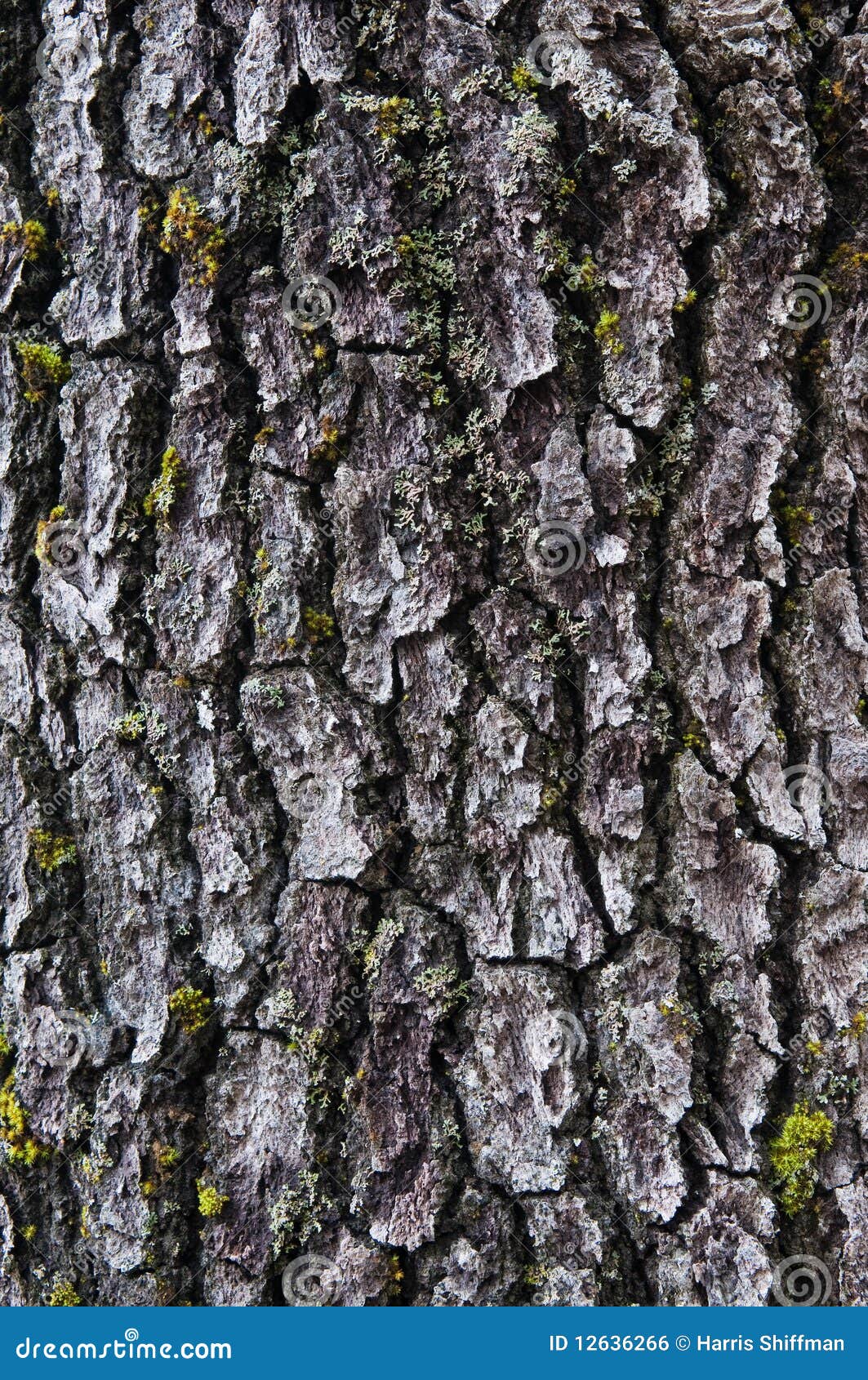 Bark stock photo. Image of wood, yosemite, winter, national - 12636266