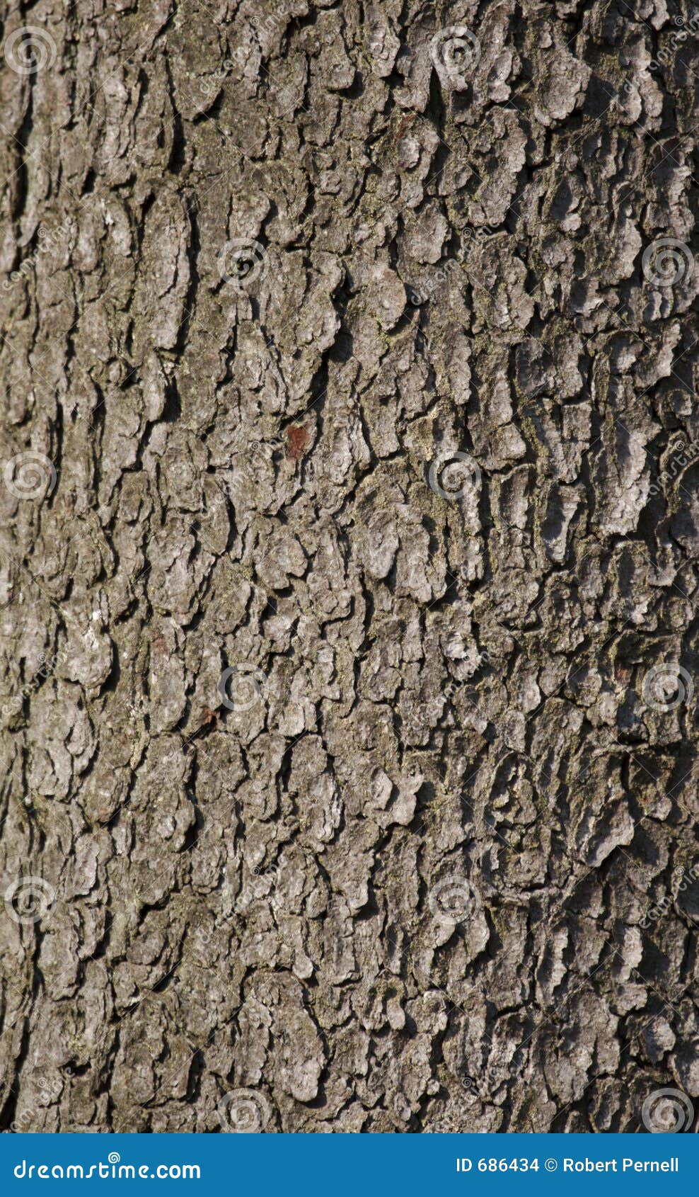 Bark stock photo. Image of leaf, grey, evergreen, walnut - 686434