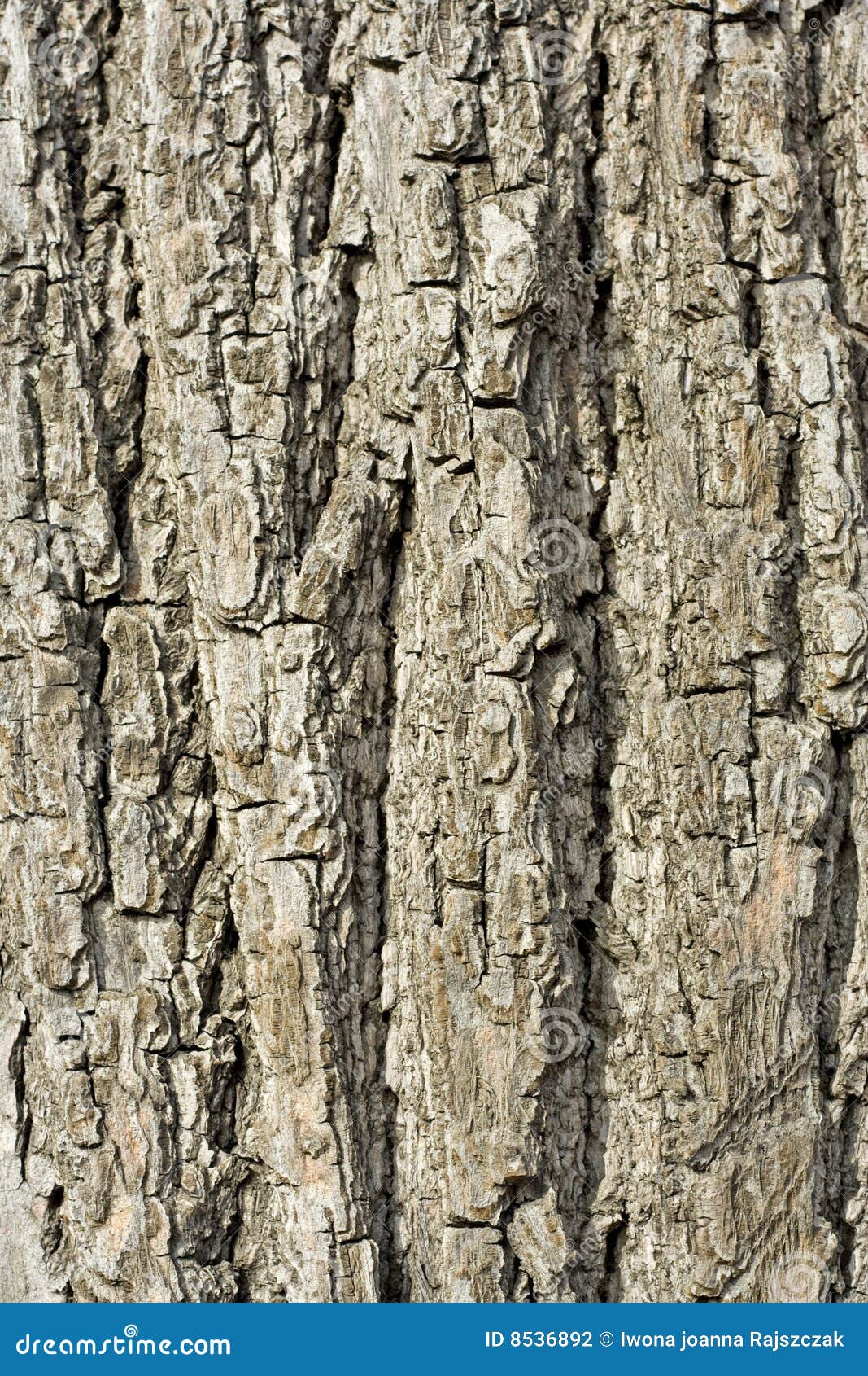 Bark stock photo. Image of interior, abstract, beauty - 8536892