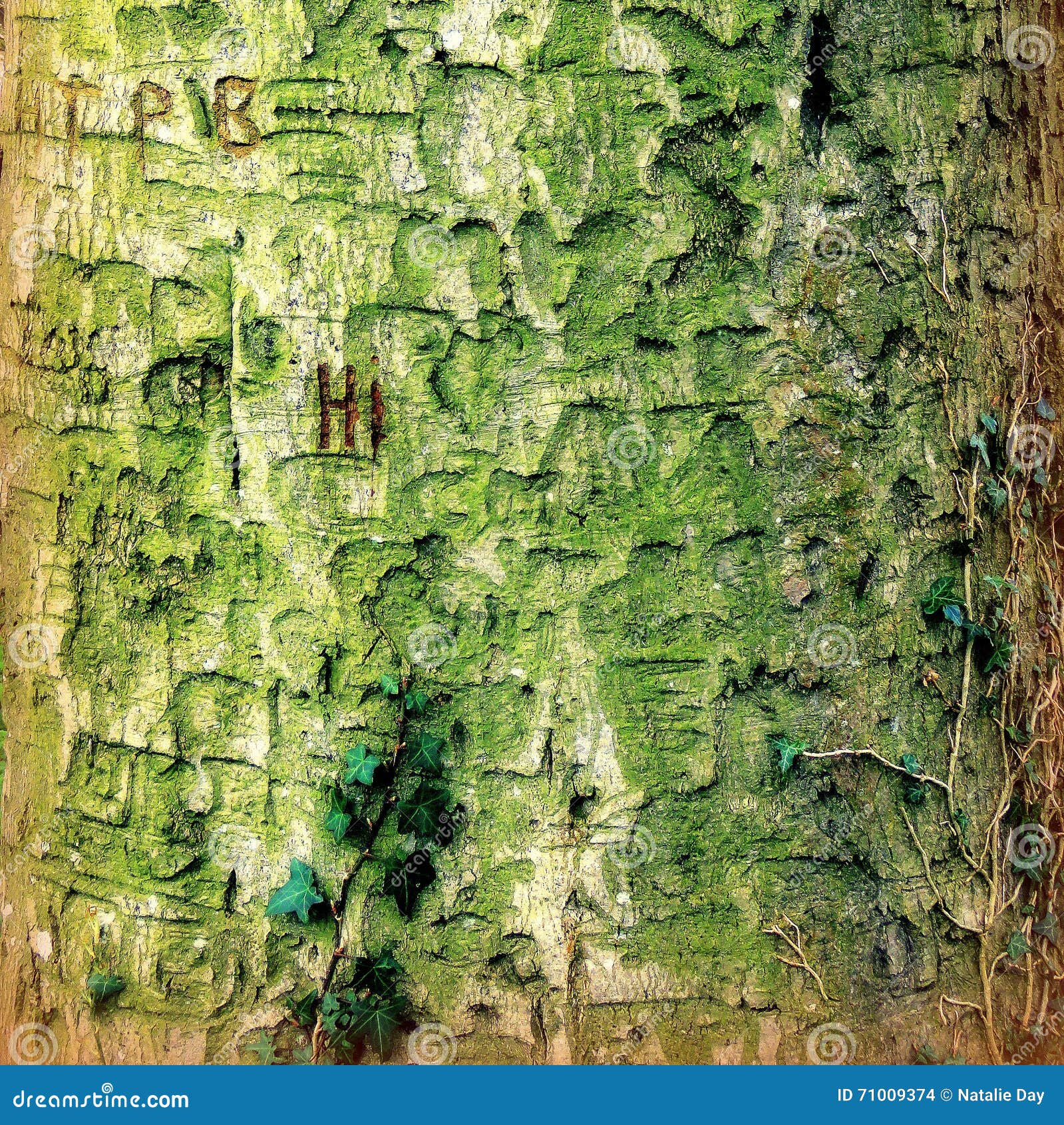 Bark abstract stock photo. Image of tree, bark, carving - 71009374