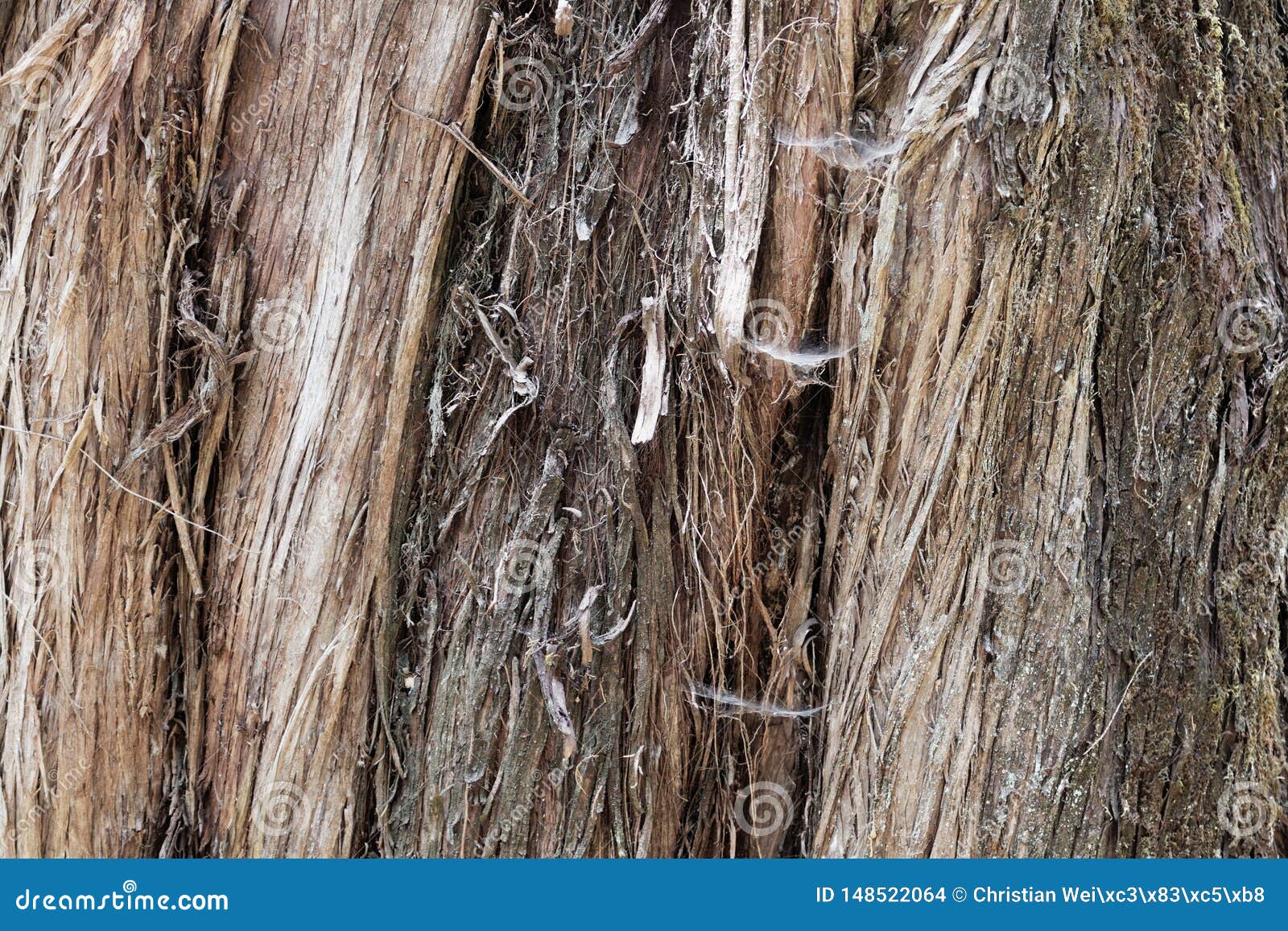 Bark of an African Juniper Tree, Juniperus Procera Stock Photo - Image ...