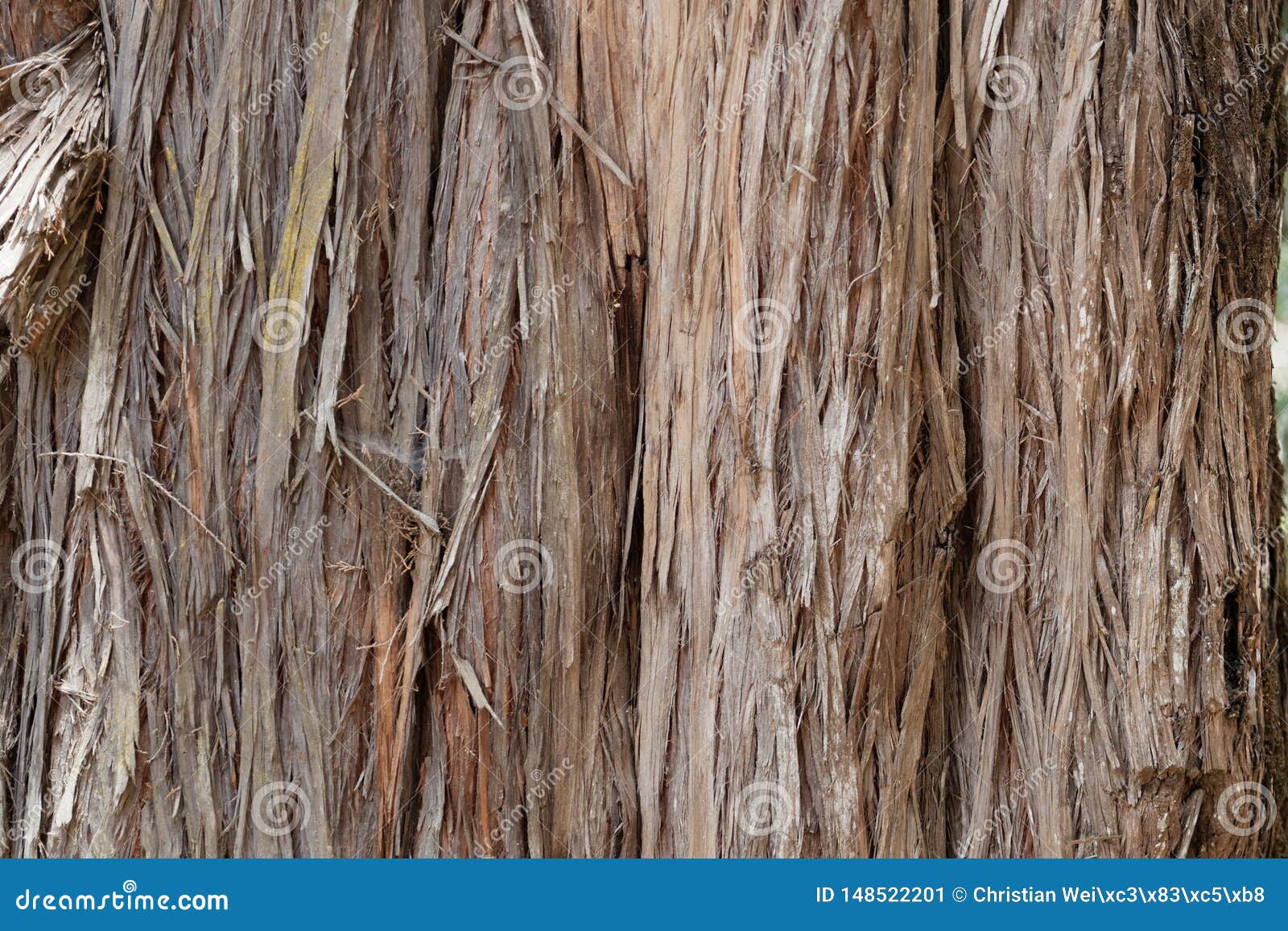Bark of an African Juniper Tree, Juniperus Procera Stock Image - Image ...