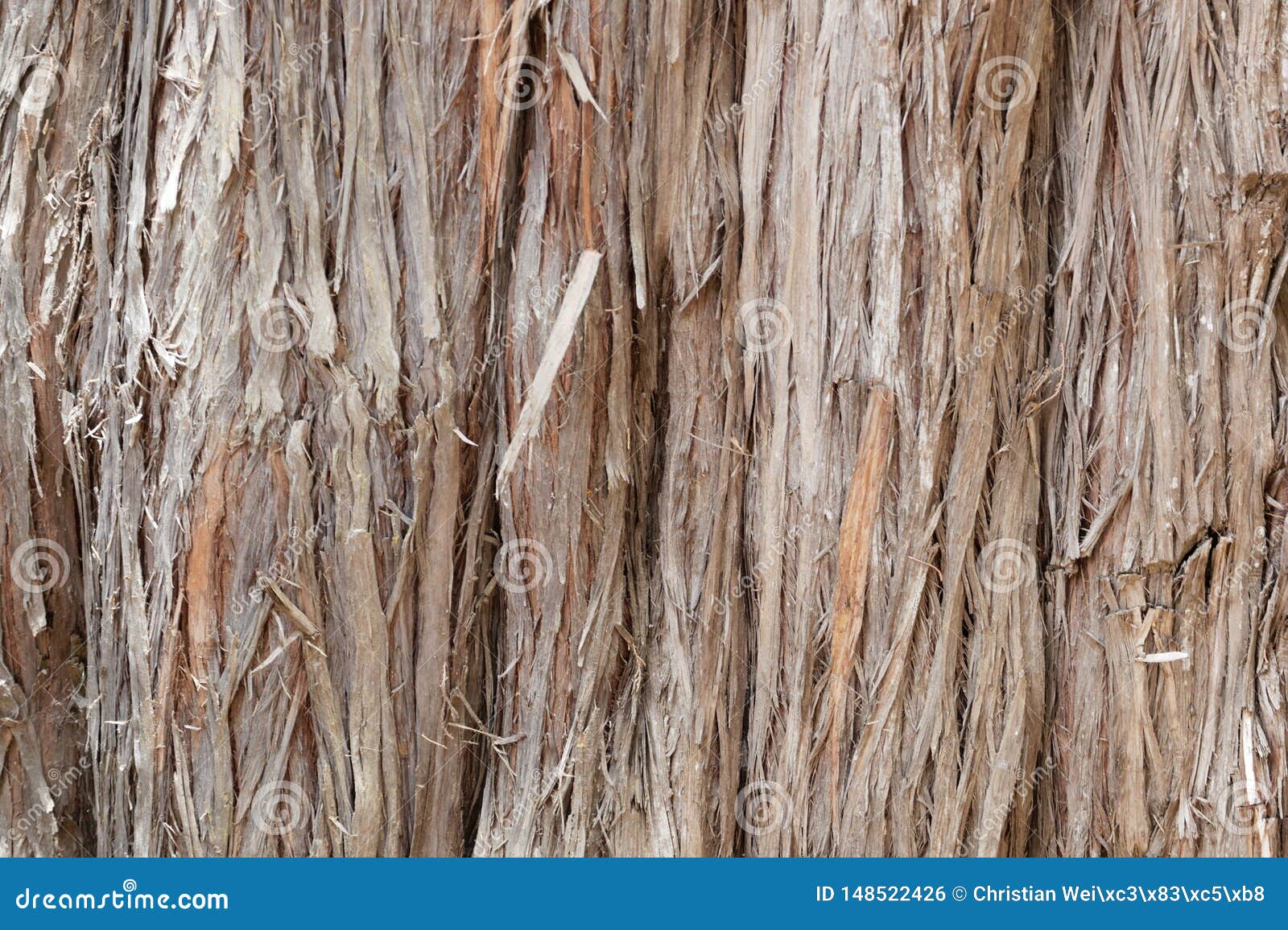 Bark of an African Juniper Tree, Juniperus Procera Stock Photo - Image ...