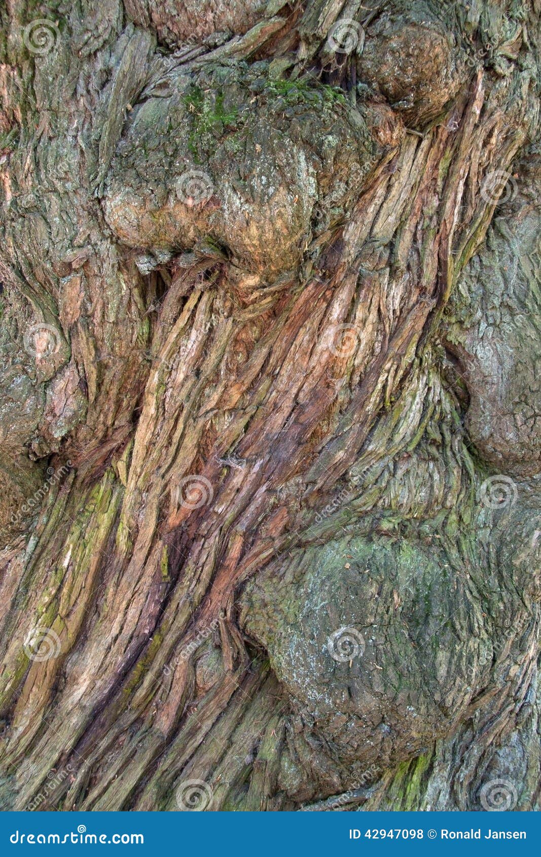 Ancient Chestnut Trees Walk In Petworth Park, West Sussex, England ...