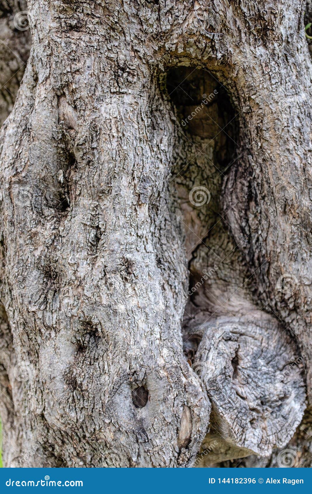 Gnarled Bark of an Ancient Olive Tree Stock Photo - Image of grain ...