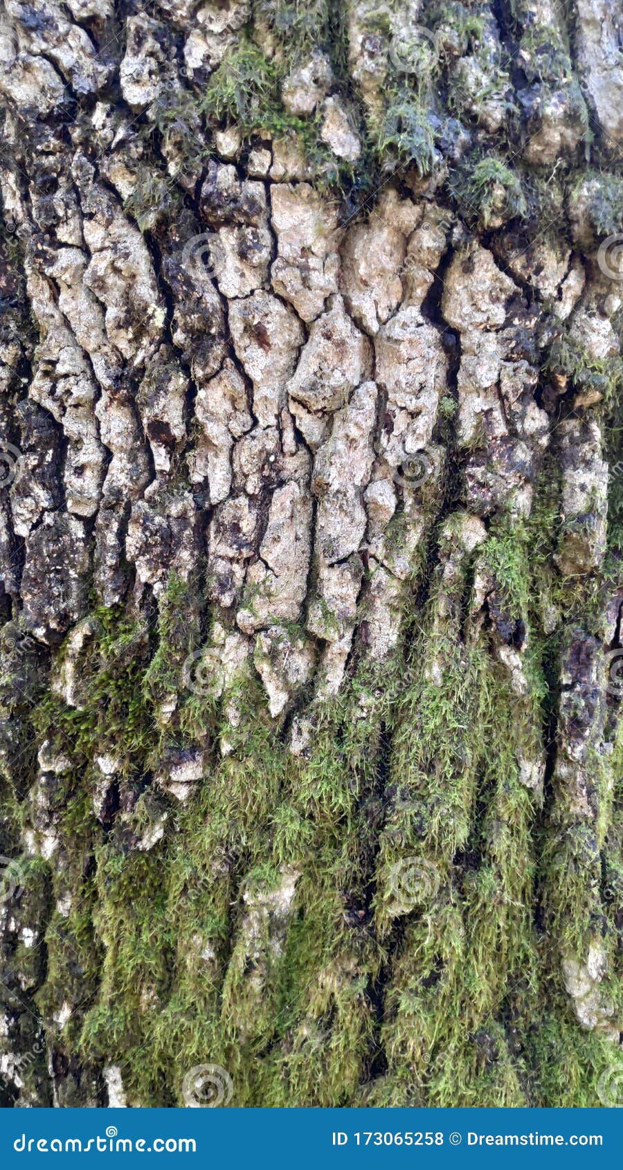 The Bark of an Ancient Tree Stock Photo - Image of colors, landscpae ...