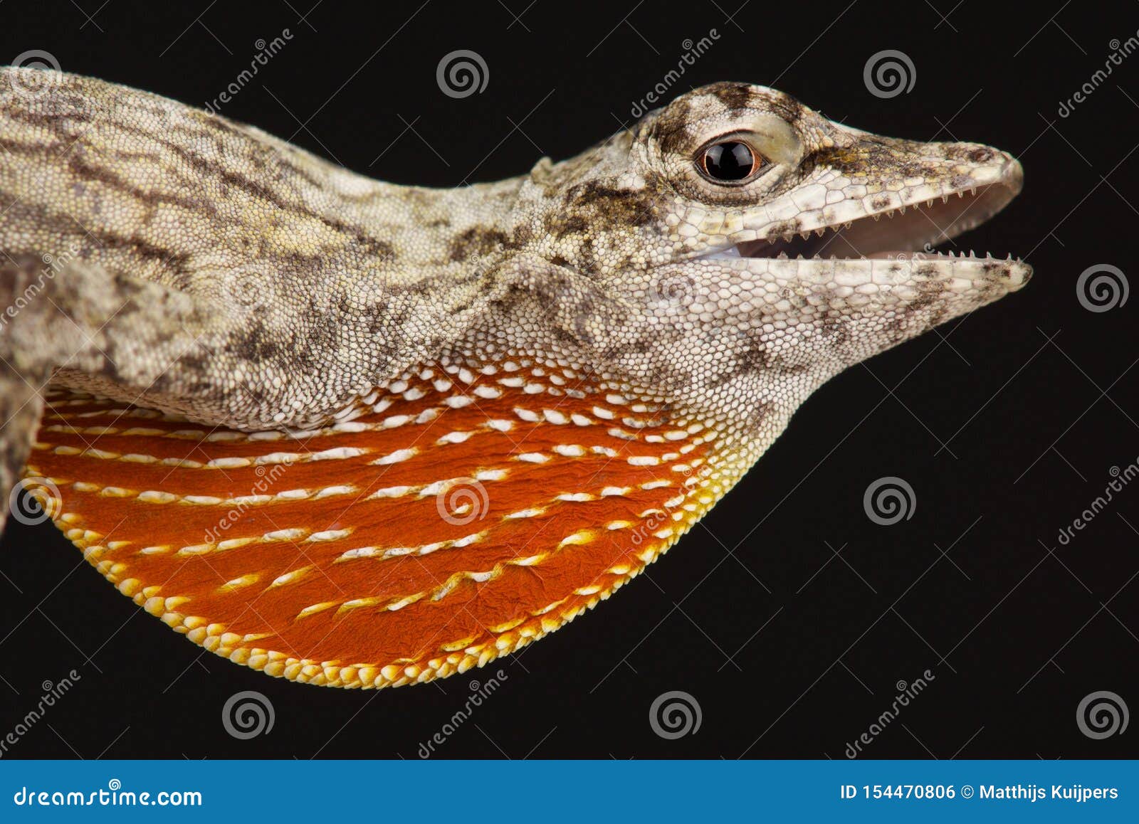 Bark Anole Norops Bouvierii Stock Photo - Image of dewlap, defend ...
